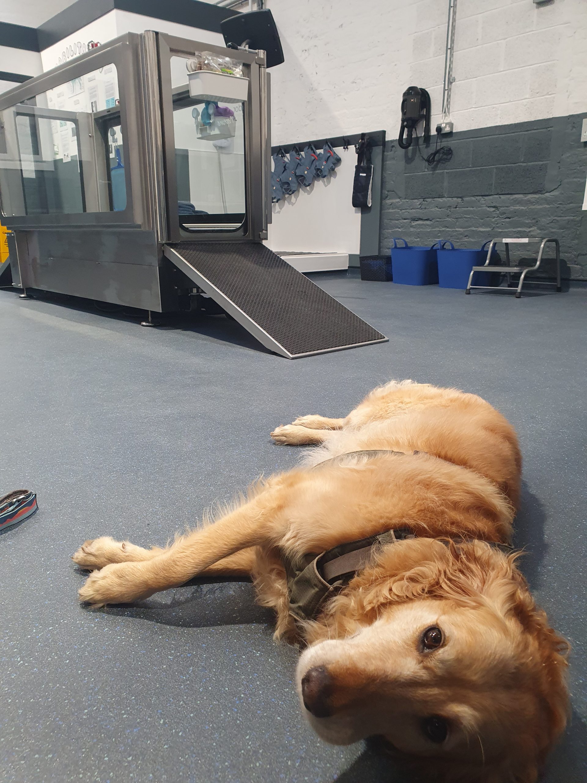 Canine Hydrotherapy in Lancashire - HOME